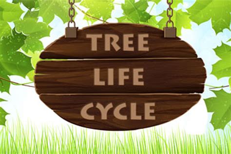 Life Cycle Of A Tree Daryl S Tree Care And Surgery