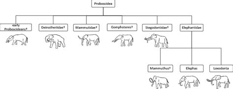 Classification Of Proboscidea †extinct Species Download Scientific