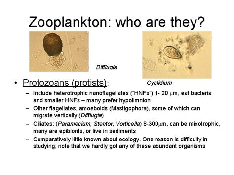 Zooplankton Who Are They Difflugia Protozoans Protists Cyclidium