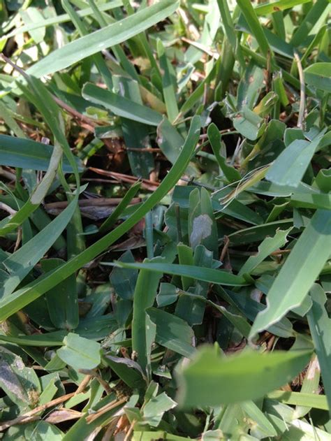 Something Eating The Blades Of St Augustine Grass