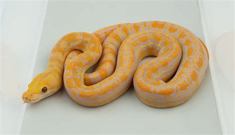 Anthrax Reticulated Python Traits Morphpedia