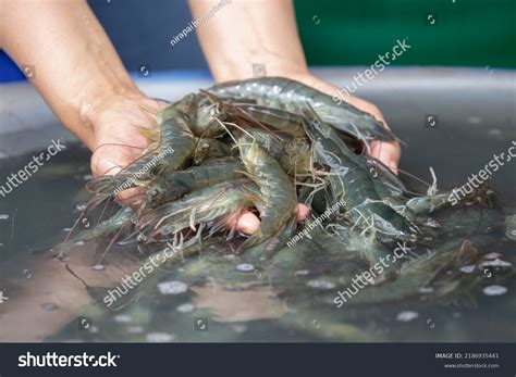 Shrimp Farming Tanks