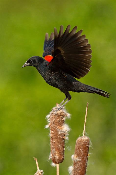Red Winged Blackbird Audubon Field Guide