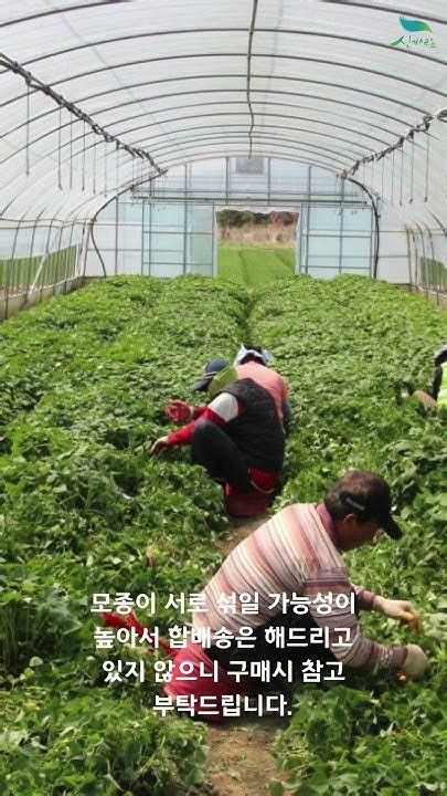 신바람 농자재 협력업체 판매상품 1533 5931 5월 1일부터 가격조정되었습니다 전남 해남에서 생산된 고구마 종순 판매합니다 배송비 포함가 Youtube