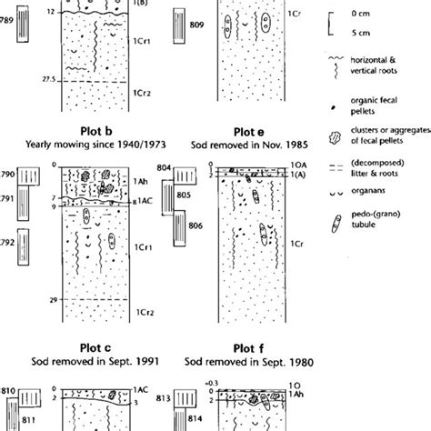 Schematic Presentation Of The Soil Profiles Download Scientific Diagram