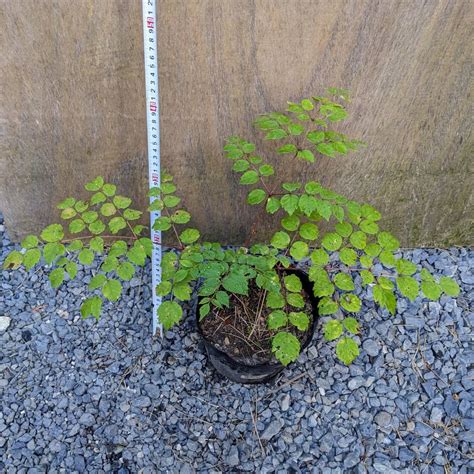 タラノキの苗木 中サイズ③ トゲあり天然物 山菜の王様 無農薬 タラの木 お庭 タラの芽 春の味覚 園芸 その他 売買されたオークション情報