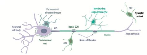 Oligodendrocytes Structure