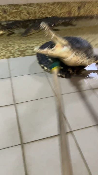 Как говорится вооружены до зубов Youtube