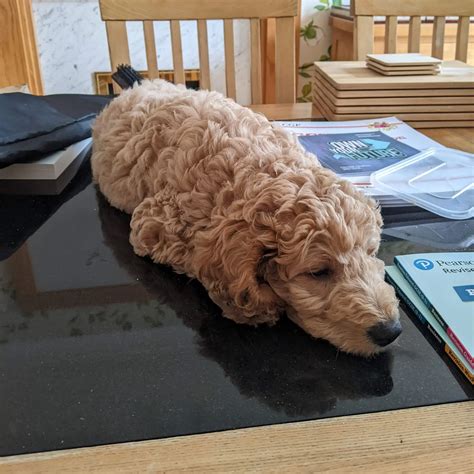 Toffee Cockapoo Owner Stories Purina Uk