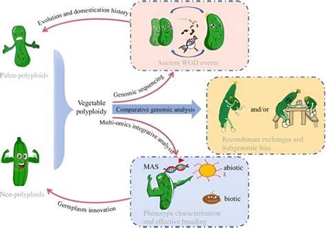 Examples Of Polyploidy Involved In Plants And Animals