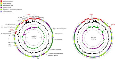 Frontiers Identification Of Novel Conjugative Plasmids With Multiple Copies Of Fosb That