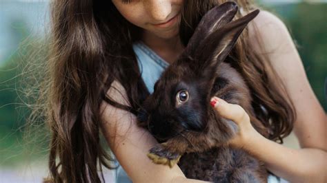 What Can Kill A Rabbit Suddenly Everbreed