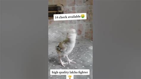 Lakha Fighter At Breeder Chicks Available Cute Sex Voice Chusi Chusi