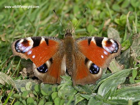 Peacock Butterfly And Caterpillar Inachis Io Wildlife Insight