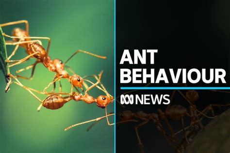 What Can Ants Teach Us About Problem Solving Abc News