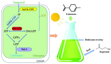 Metabolic Pathway Design For The Biosynthesis Of Limonene From