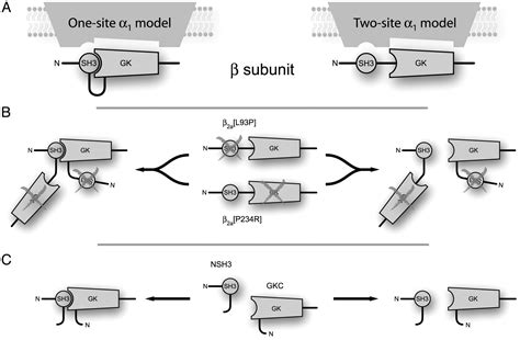 Membrane Associated Guanylate Kinase Like Properties Of β Subunits Required For Modulation Of