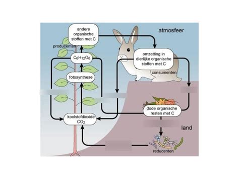 Biologie H13 Koolstofkringloop I Diagram Quizlet