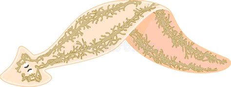 Protonephridia Of Planaria And Other Flatworm Structure Of Excretory System Stock Vector