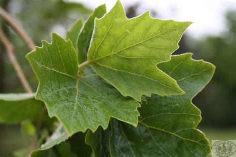 Winter Hill Tree Farm Plane London Plane Platanus Acerifolia Hybrida