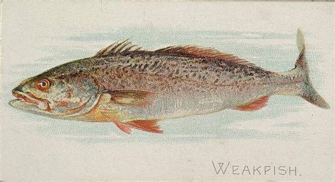 Weakfish Art Pixels