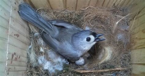 Titmouse Tales Our First Nest Of The Year Nest Box Live