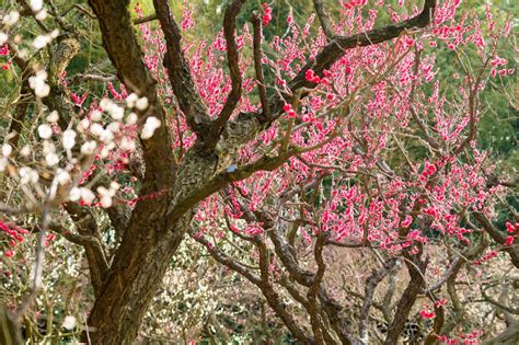 27 Famous Plum Blossom Viewing Spots In Japan Experience Their Beauty