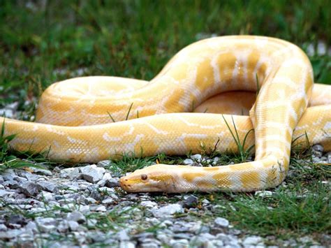 Albino Yellow Anaconda