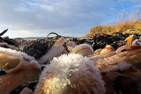 Frozen Shells On The Beach In Scotland Winter Scenes Beach Scenes