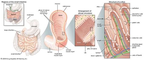 Microvillus Description Anatomy And Function Britannica