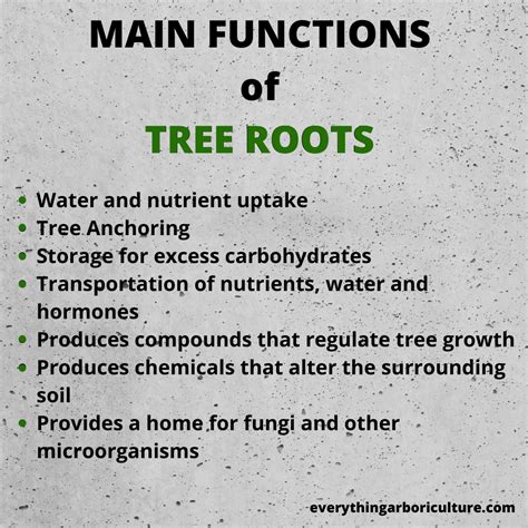 Tree Roots Anatomy Everything You Need To Know Everything Arboriculture