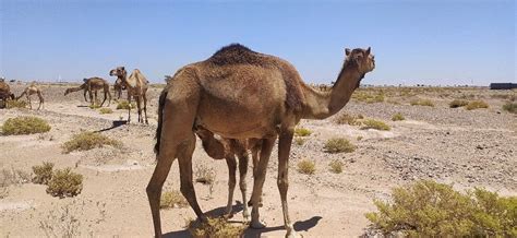 Dr Abey K Jacob Bsc Idip Osh Rsp Smise Chartered Engineer India On