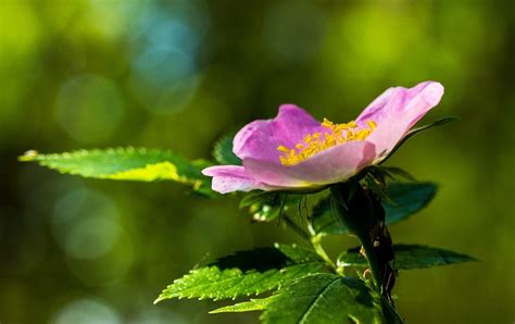 개 로즈 꽃 핑크 Pixabay의 무료 사진 Pixabay