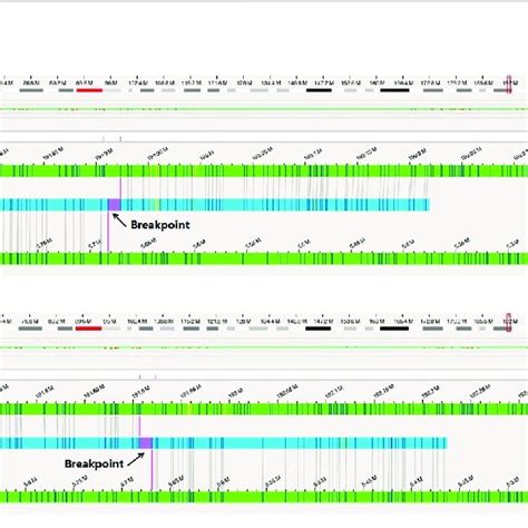 Ogm And Fish Verified The Cryptic Reciprocal Translocation Between