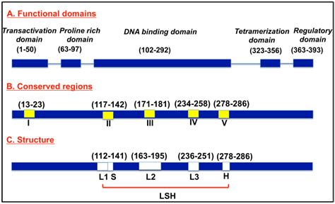 Treating P53 Mutant Aggregation Associated Cancer
