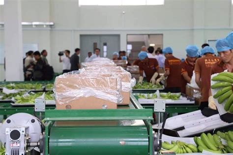 ឧកញ៉ាម្នាក់បោះទុនជាង ៣២លានដុល្លារ វេចខ្ចប់ចេកអំបូងលឿងនាំចេញ