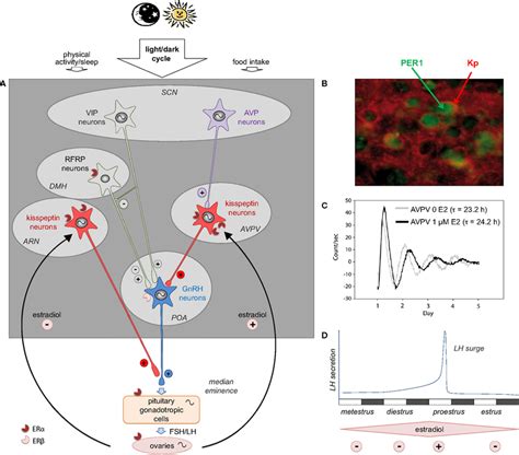 The Multi Oscillatory Network Of The Female Hypothalamic Pituitary Download Scientific Diagram