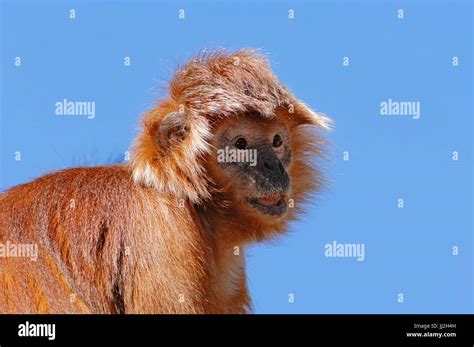 Javan Langur Trachypithecus Auratus Auratus Presbytis Auratus