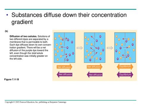 Chapter 7 Membranes Ppt Download