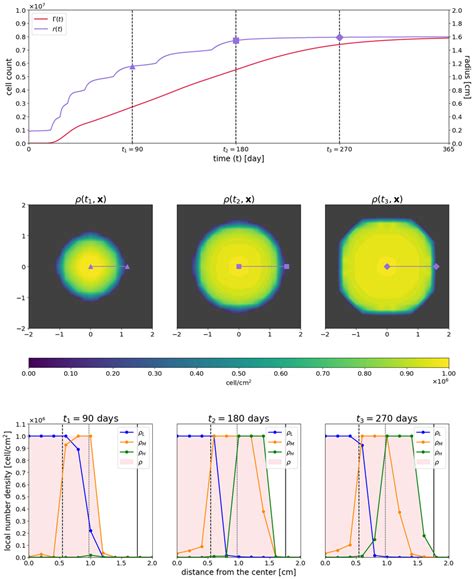 results of the reference simulation relative to cancer cells dynamics