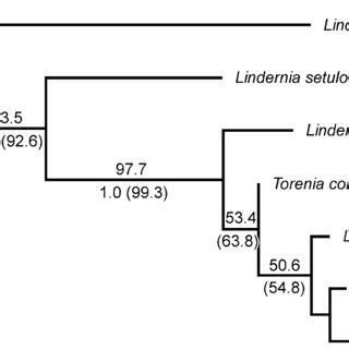 Phylogenetic Reconstruction Based On MP Analysis Of RbcL Nucleotide
