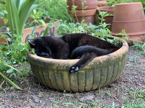 Plant A Catnip Pot Garden And Cat Plant A Catnip Pot Garden And Cat
