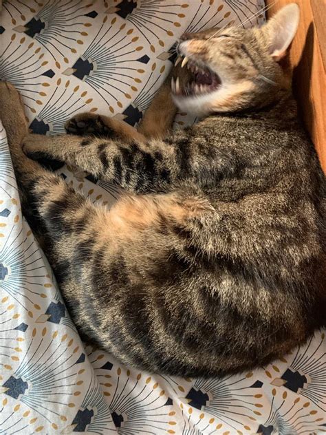 My Normal Cat Rscrungycats