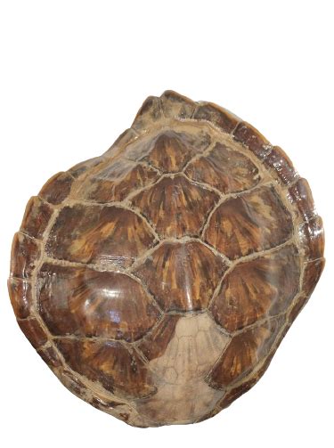 Su Kaplumbaga Kabugu BaĞ İkİ Adet Baklasi Eksİk Üzerİnde Bu Şeklİnde Asilabİlİr Duvara Veya Bİr