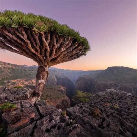 Jade Meaning Uses And Benefits Metaphysical Properties Explained