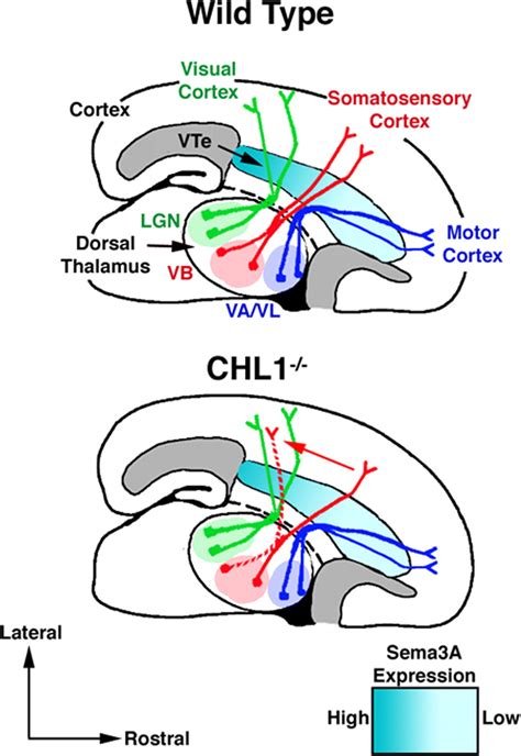 Close Homolog Of L1 And Neuropilin 1 Mediate Guidance Of Thalamocortical Axons At The Ventral