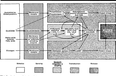 Figure 1 From Glucokinase As Glucose Sensor And Metabolic Signal Generator In Pancreatic β Cells
