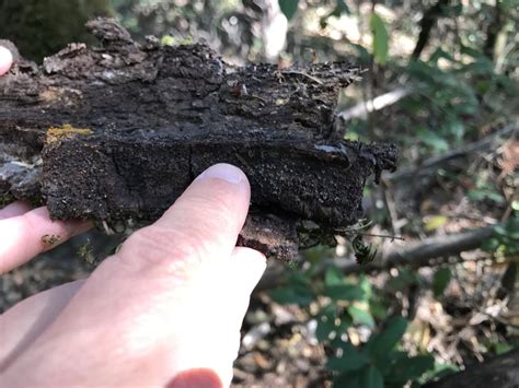 Trichoderma Trichoderma Picture Mushroom