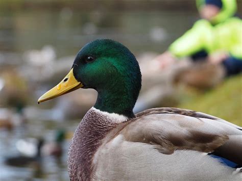 Premium Photo Wild Duck Close Up Anas Platyrhynchos Gatchina Russia