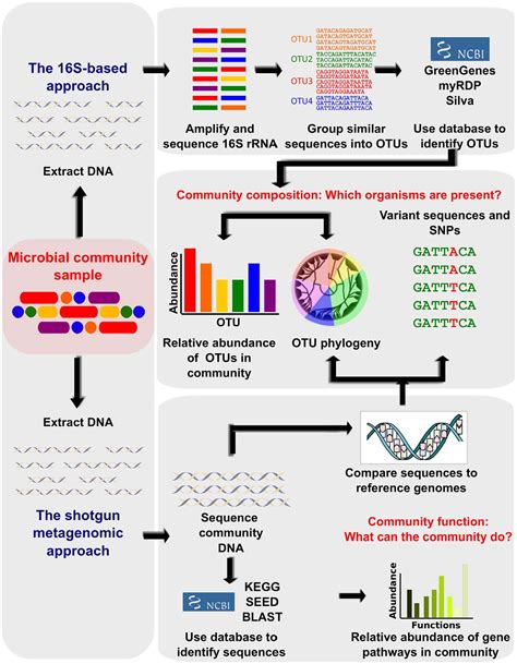 Figure 1 From Chapter 12 Human Microbiome Analysis Semantic Scholar